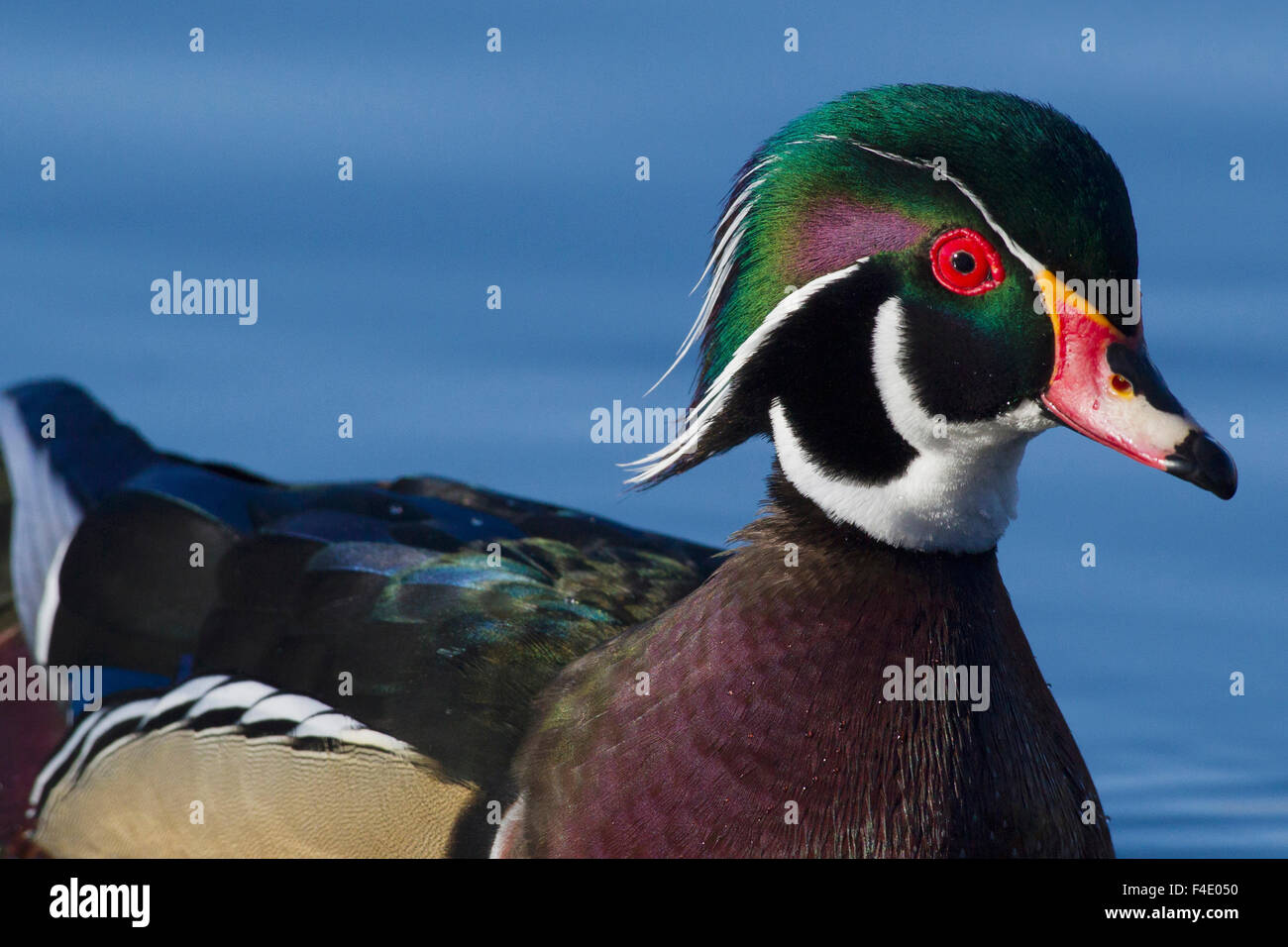 Wood Duck Drake Stock Photo - Alamy