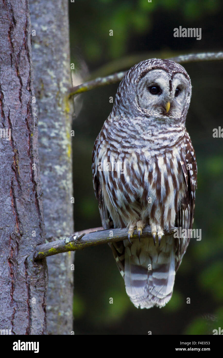 Barred Owl, hunting at dusk Stock Photo - Alamy