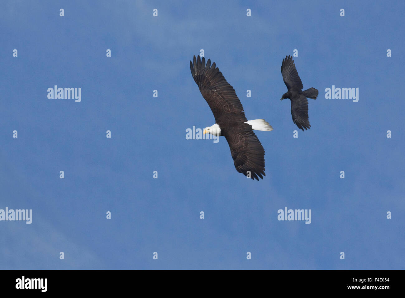 Bald Eagle and Crow Stock Photo - Alamy