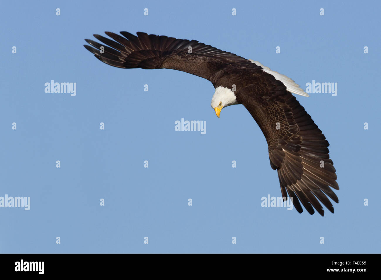 Bald Eagle Diving Stock Photo - Alamy