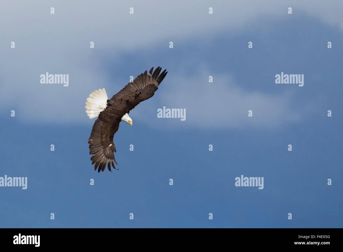 Bald Eagle Diving Stock Photo - Alamy