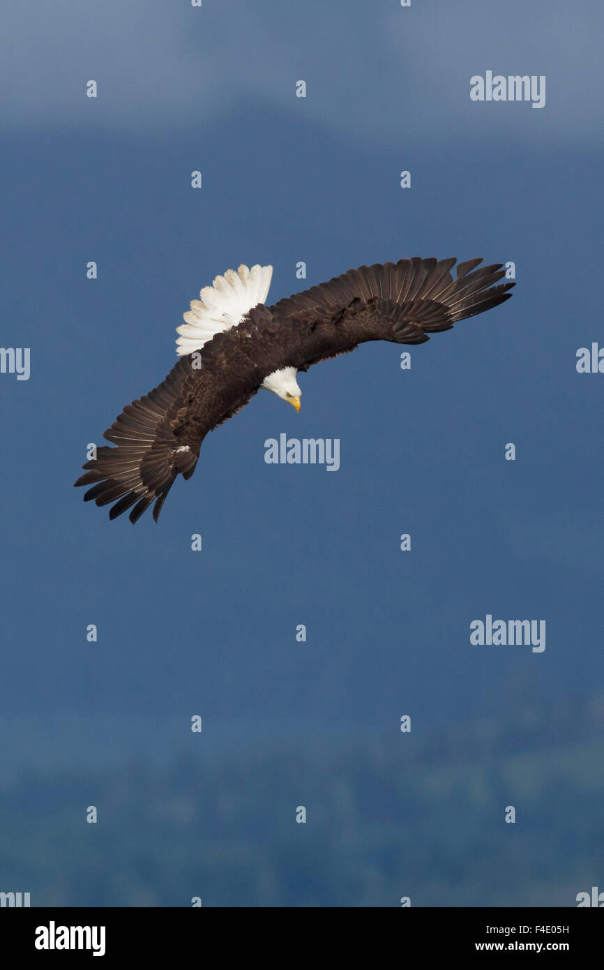 Bald Eagle Diving Stock Photo - Alamy