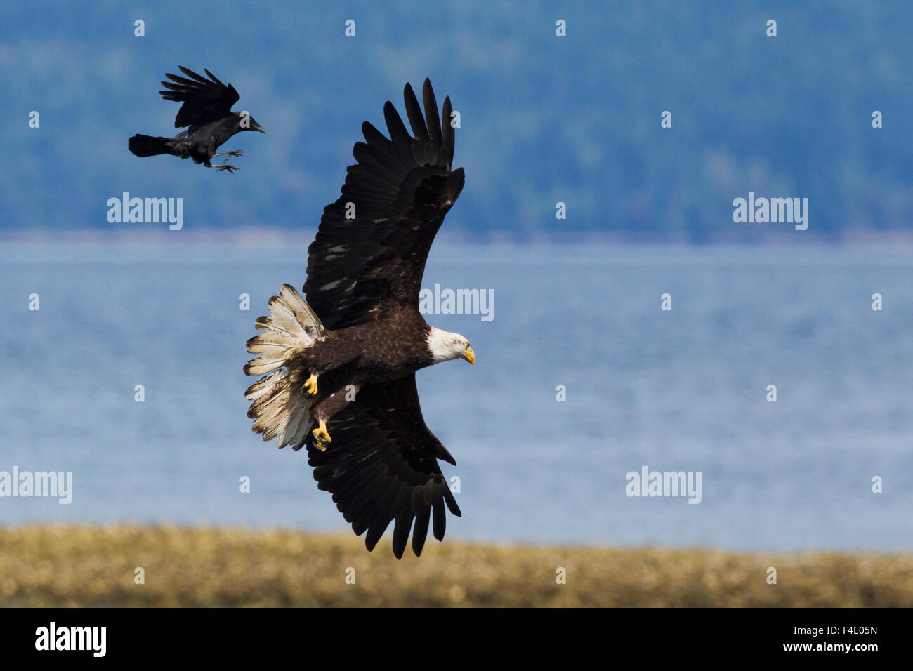 Crow attacking Bald Eagle Stock Photo - Alamy