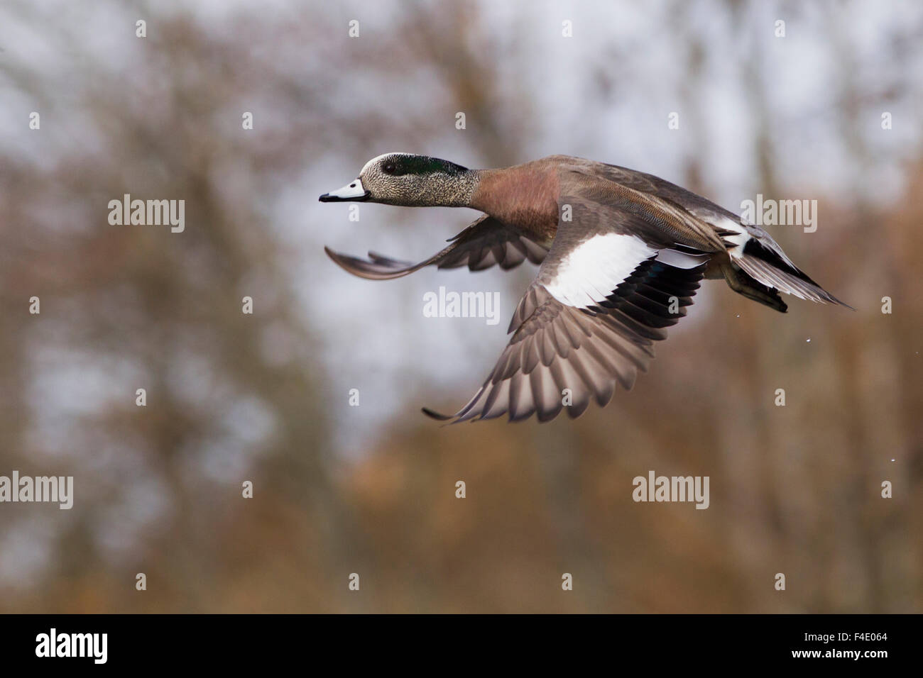 American Widgeon Duck Stock Photo - Alamy