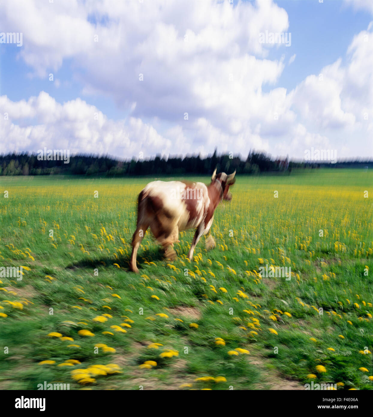 Cow running on field Stock Photo - Alamy