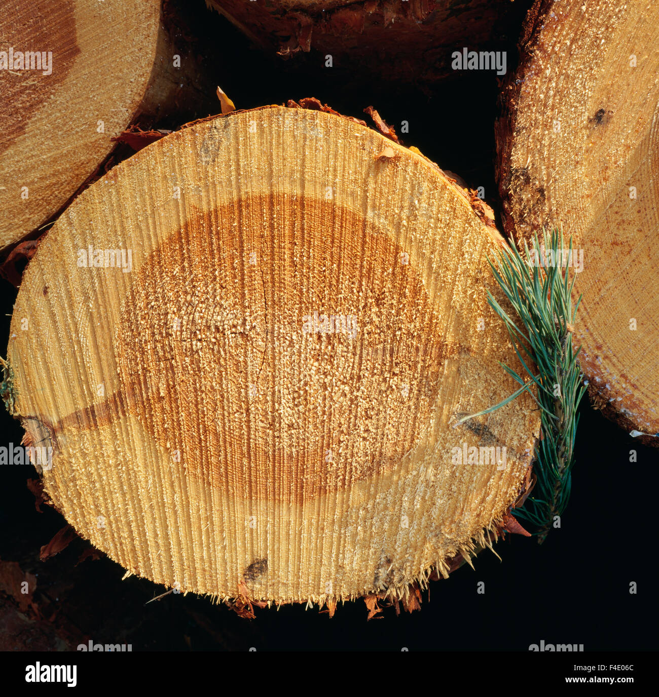 Wooden logs, close-up Stock Photo - Alamy