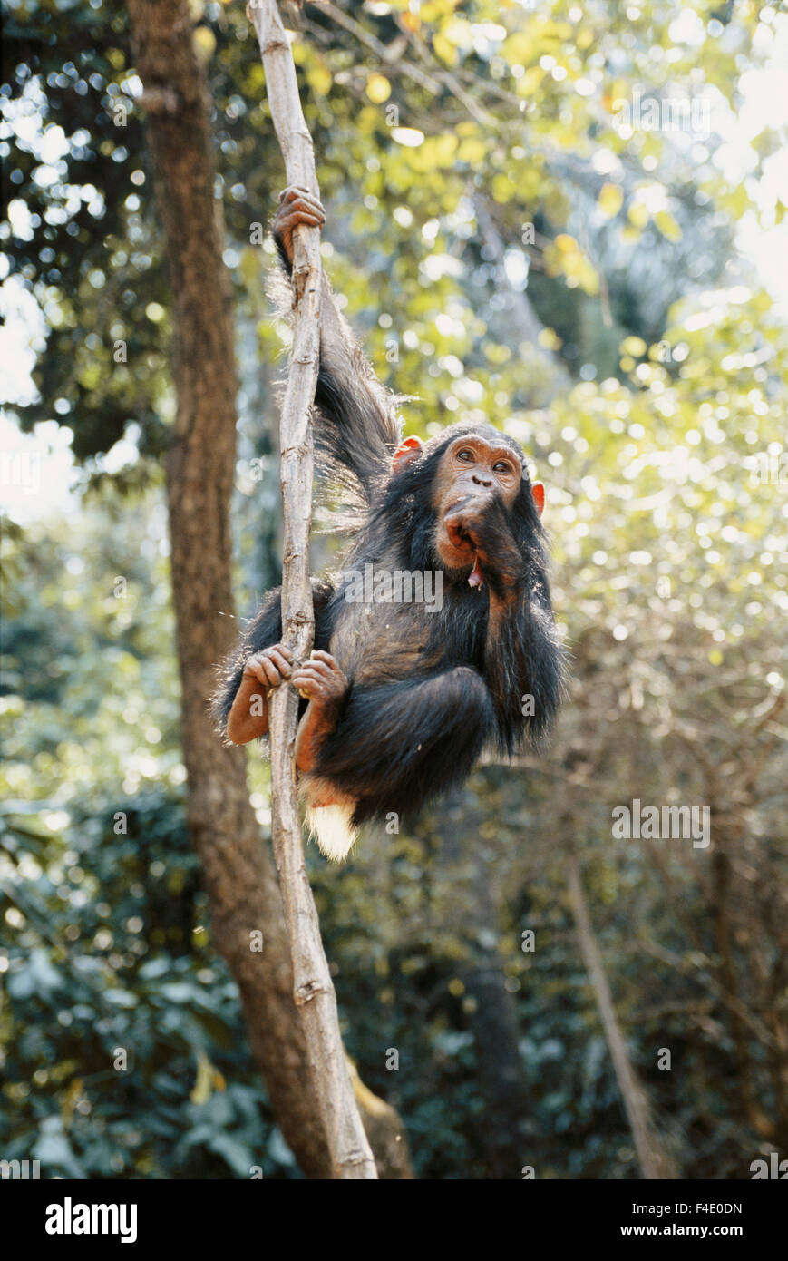 Africa, Young female Chimpanzee holding tree trunk. (Large format sizes ...