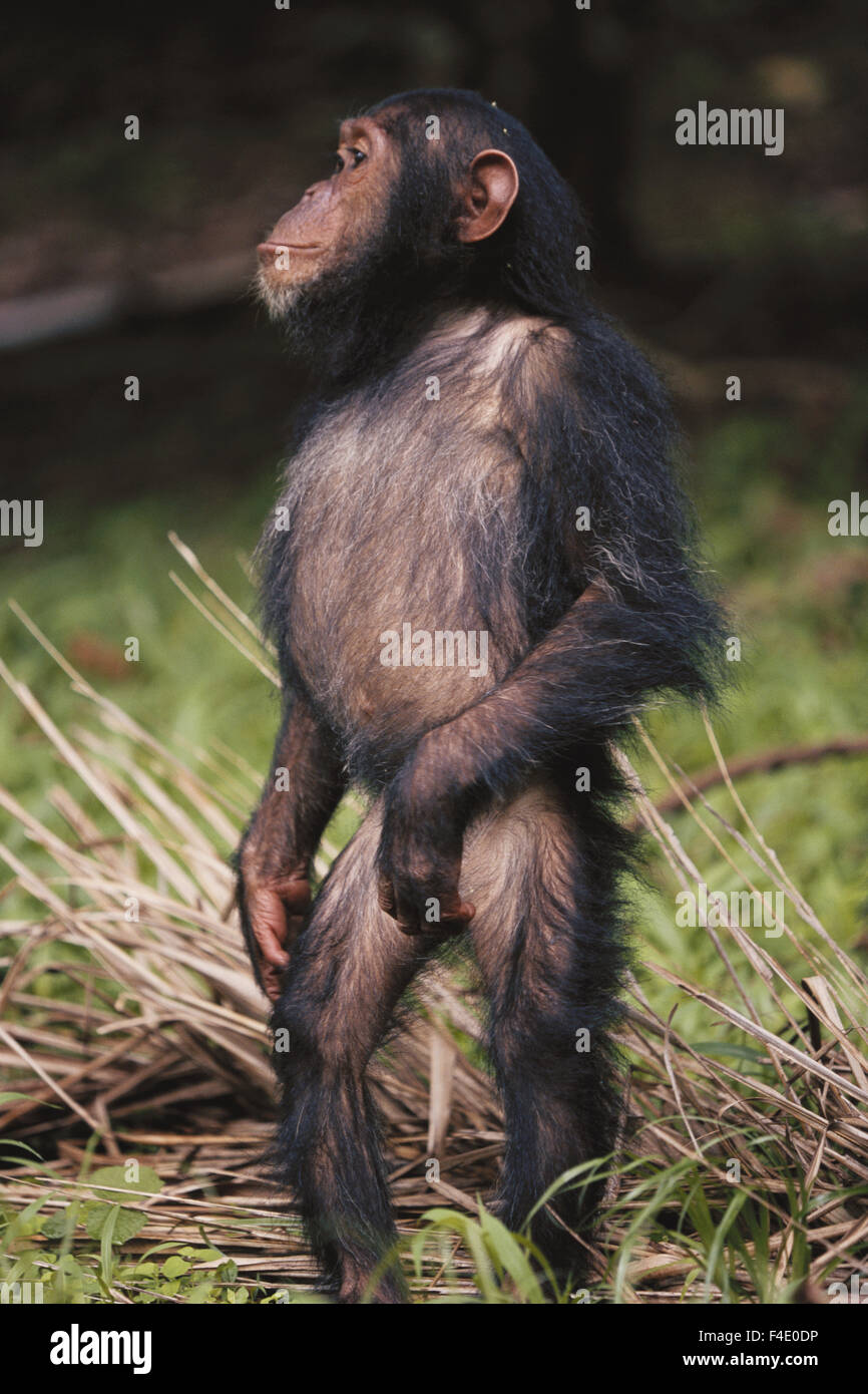 Africa young female chimpanzee standing hi-res stock photography and ...