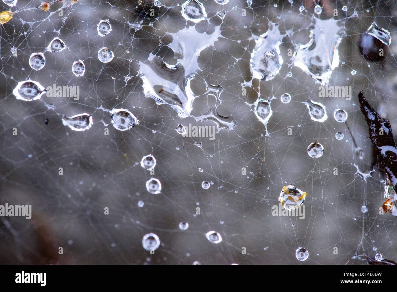 Close-up of raindrops on spider web. (Large format sizes available ...