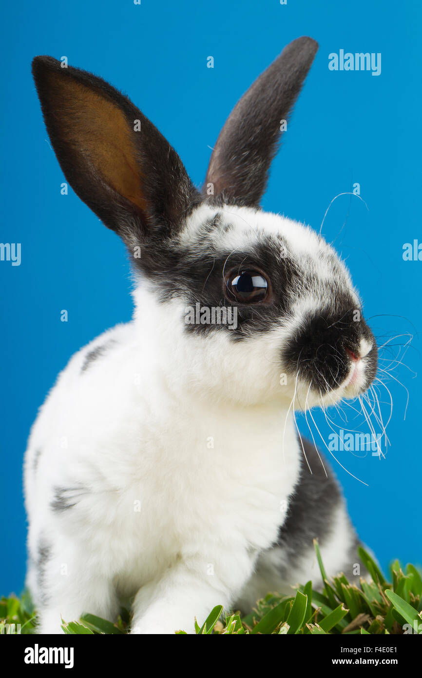 Black and white rex rabbit hi-res stock photography and images - Alamy