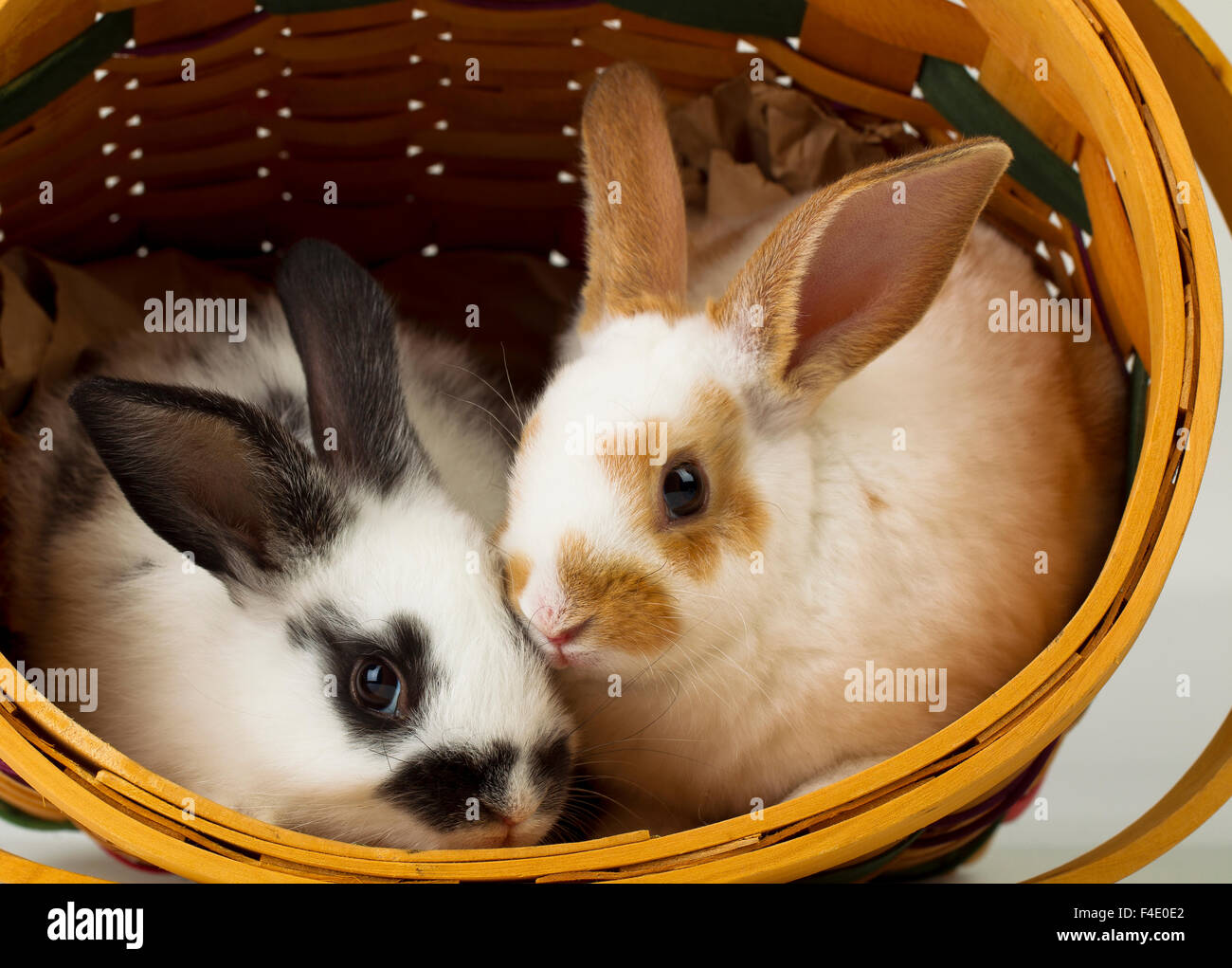 White rabbits in farm hi-res stock photography and images - Alamy