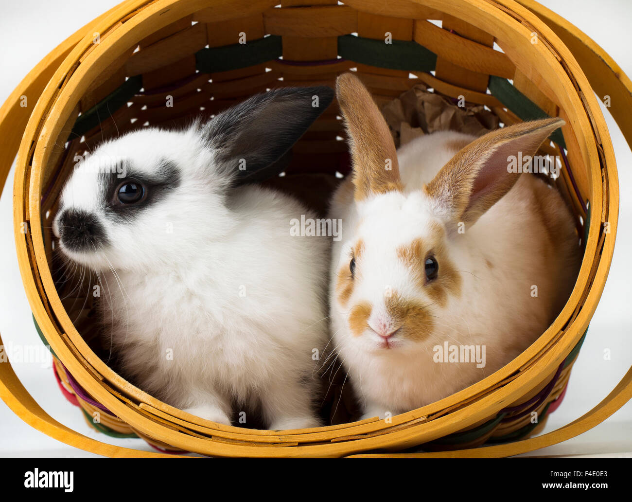 Young Rex rabbits in Easter basket Stock Photo - Alamy