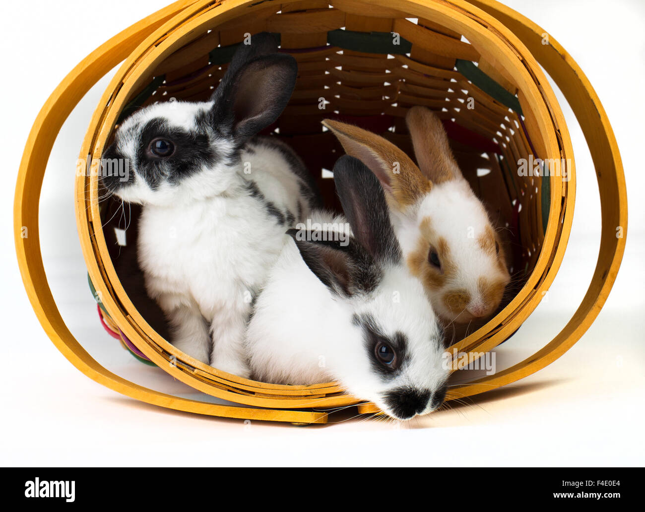 Young Rex rabbits in Easter basket Stock Photo - Alamy