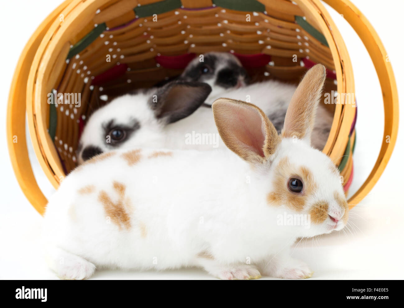 White rabbits in farm hi-res stock photography and images - Alamy