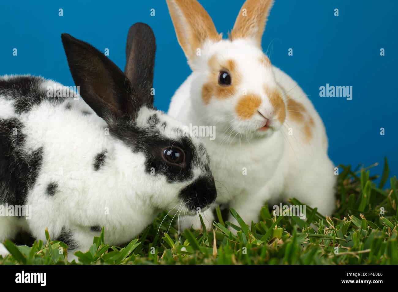 Young Rex rabbits Stock Photo - Alamy