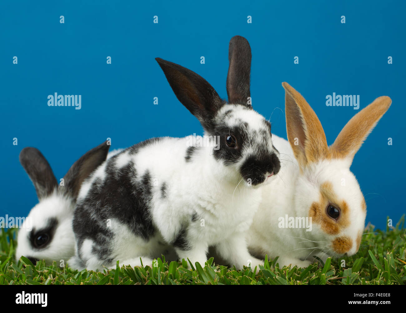 Young Rex rabbits Stock Photo - Alamy