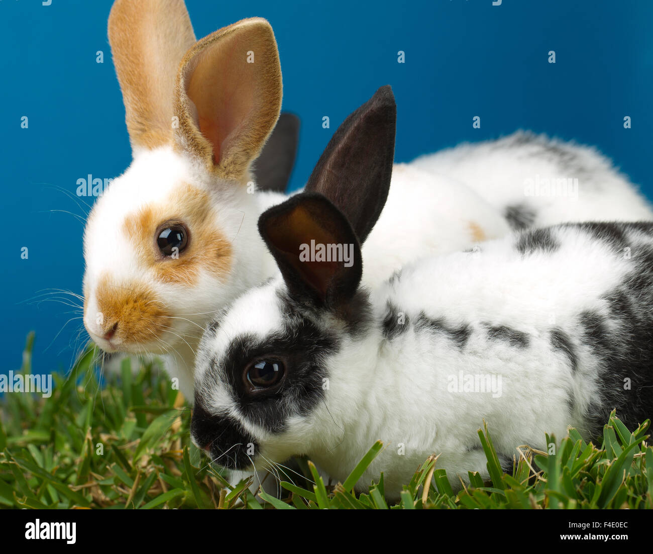 Young Rex rabbits Stock Photo - Alamy