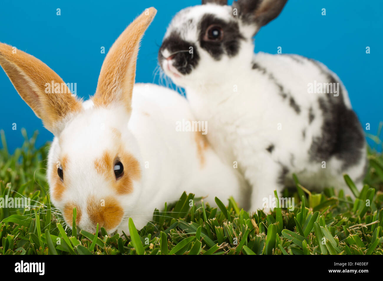 Young Rex rabbits Stock Photo - Alamy