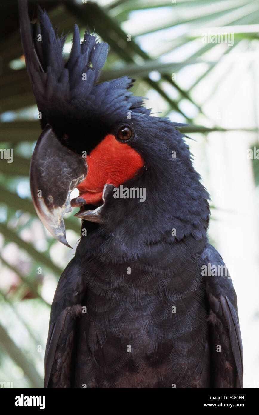 Close-up of Palm Cockatoo. (Large format sizes available Stock Photo ...