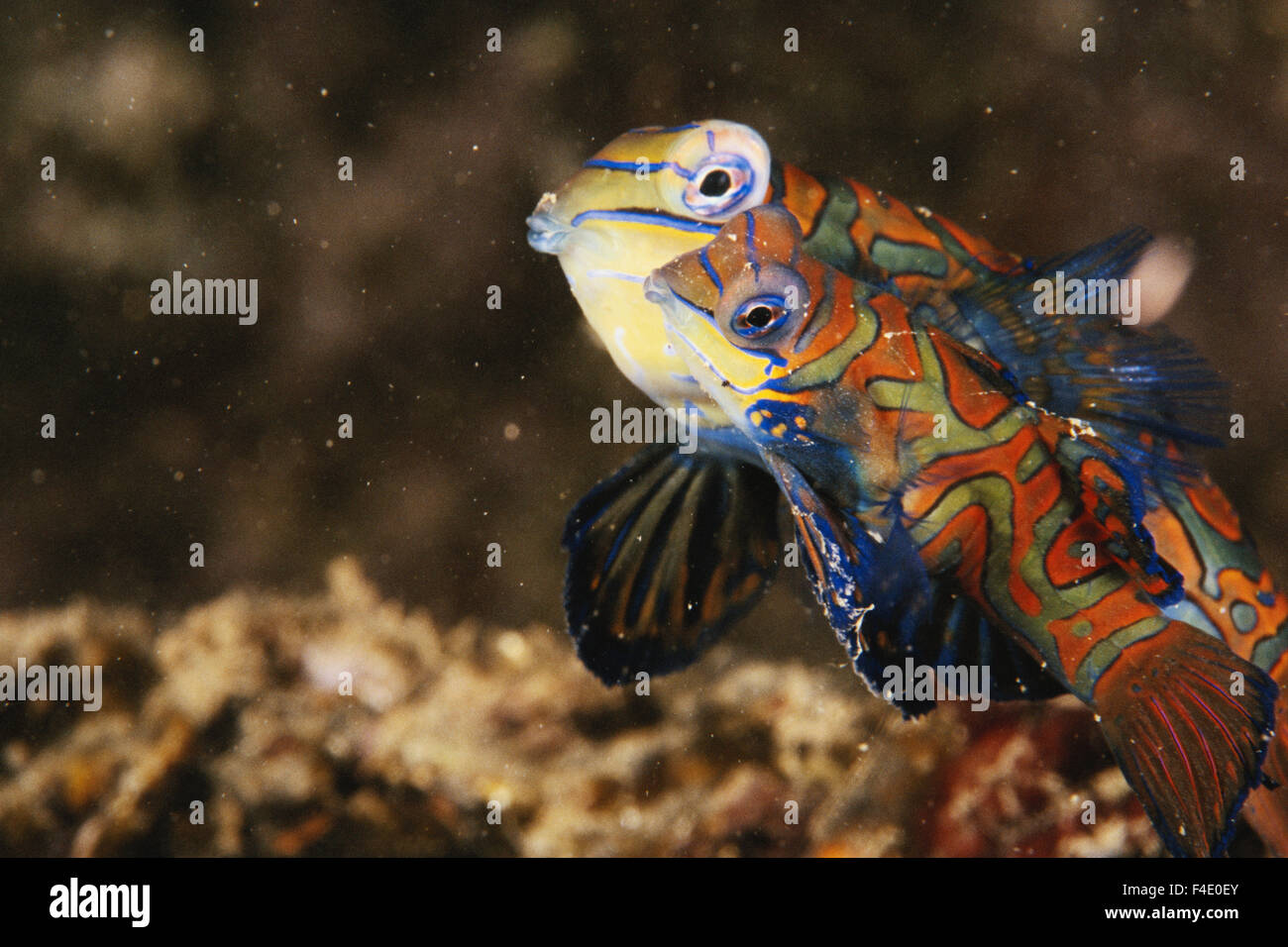 Pacific, Indo, Mandarin fish in undersea (Large format sizes available ...