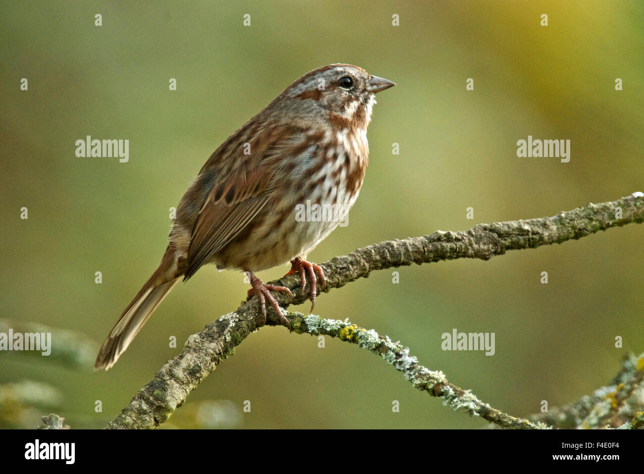 A song sparrow (Melospiza Melodia), one of the most abundant sparrows ...