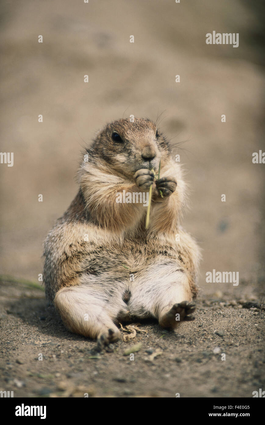 USA, Great Plains, Portrait of Prairie dog (Large format sizes ...