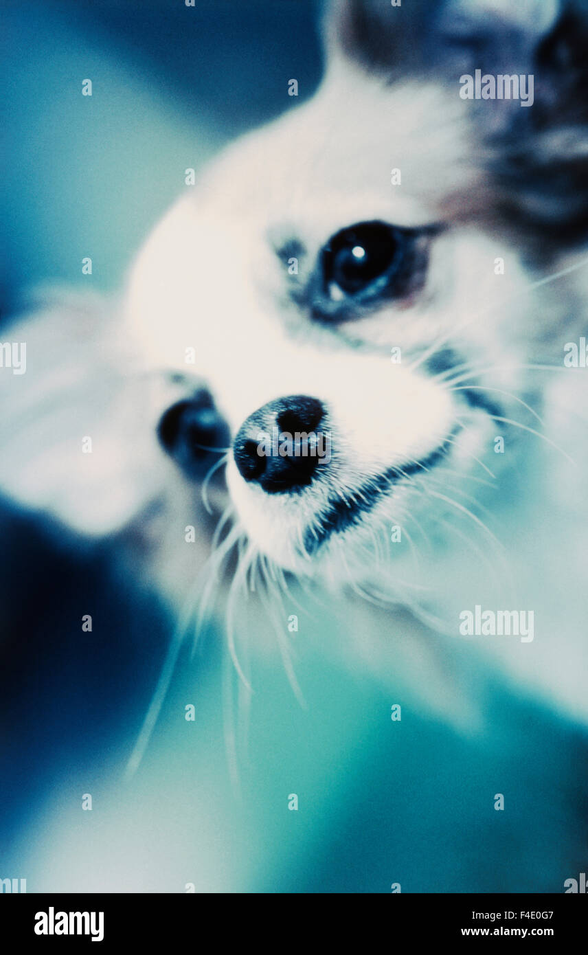 Staring long haired chihuahua hi-res stock photography and images - Alamy