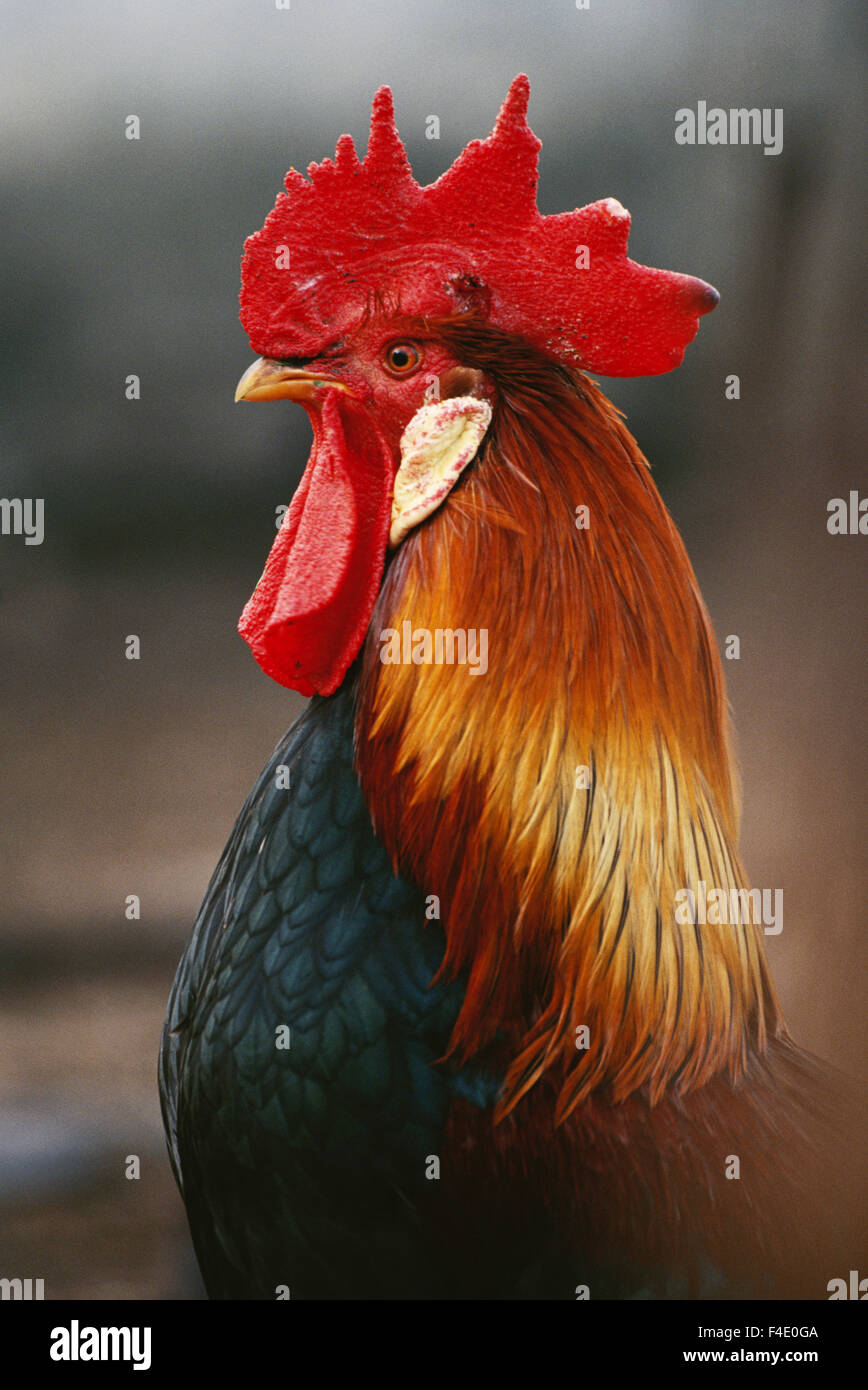 Farmyard Domestic Rooster, Close-Up (Large format sizes available Stock ...