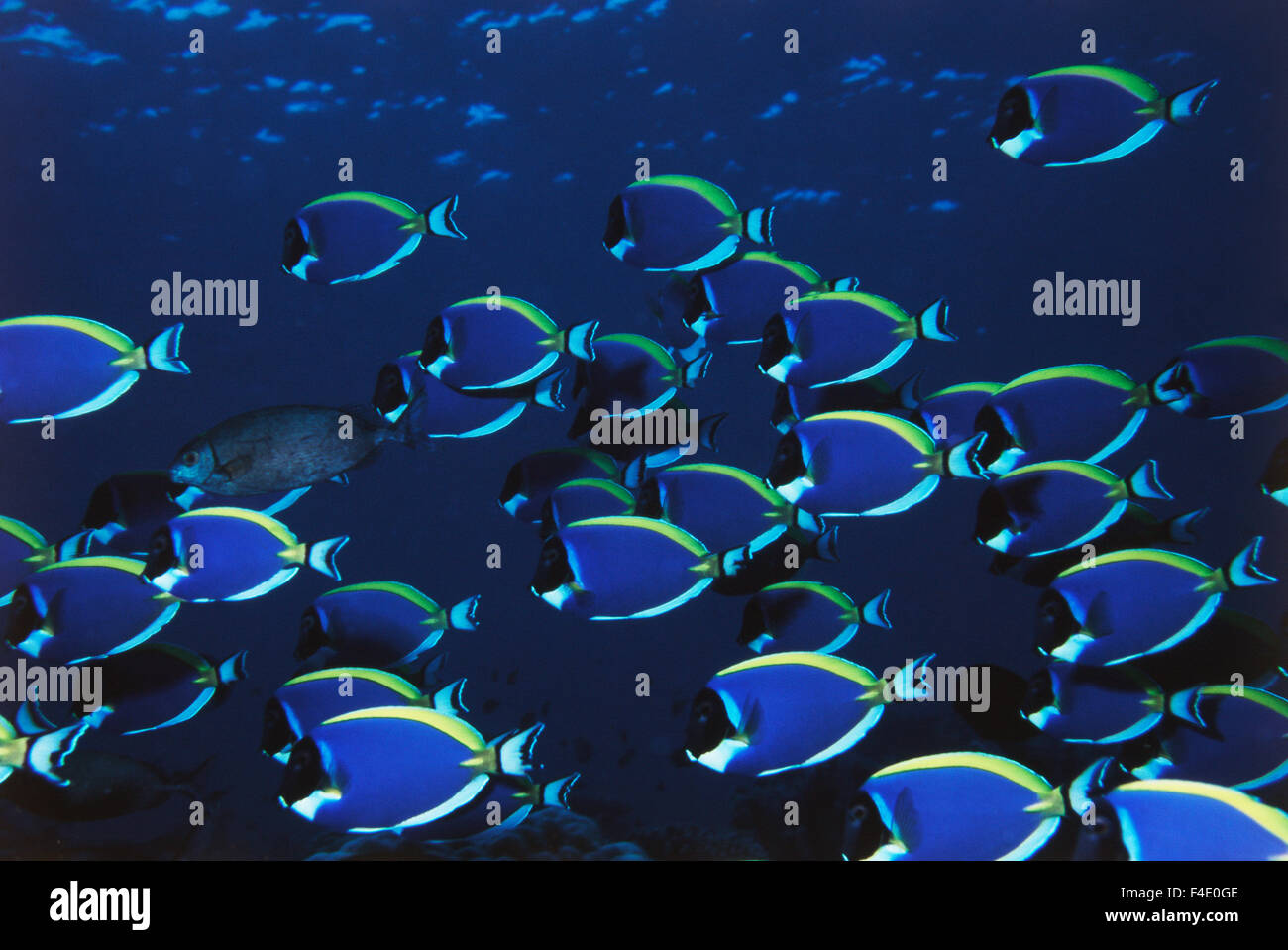 Schooling Powder Blue Surgeonfish (Acanthurus leucosternon) (Large ...