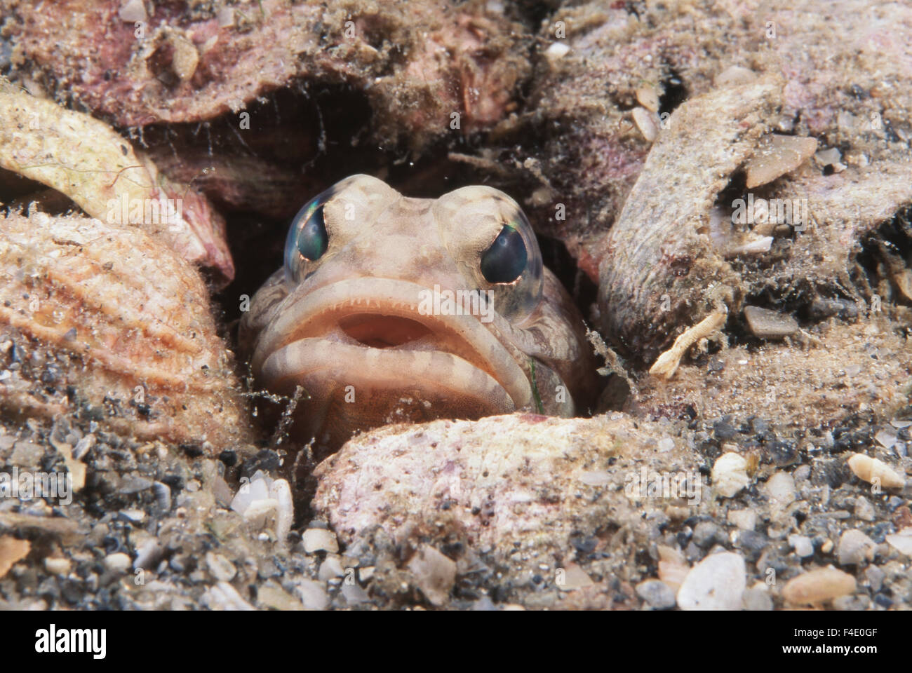 Close-up fish head (Large format sizes available Stock Photo - Alamy