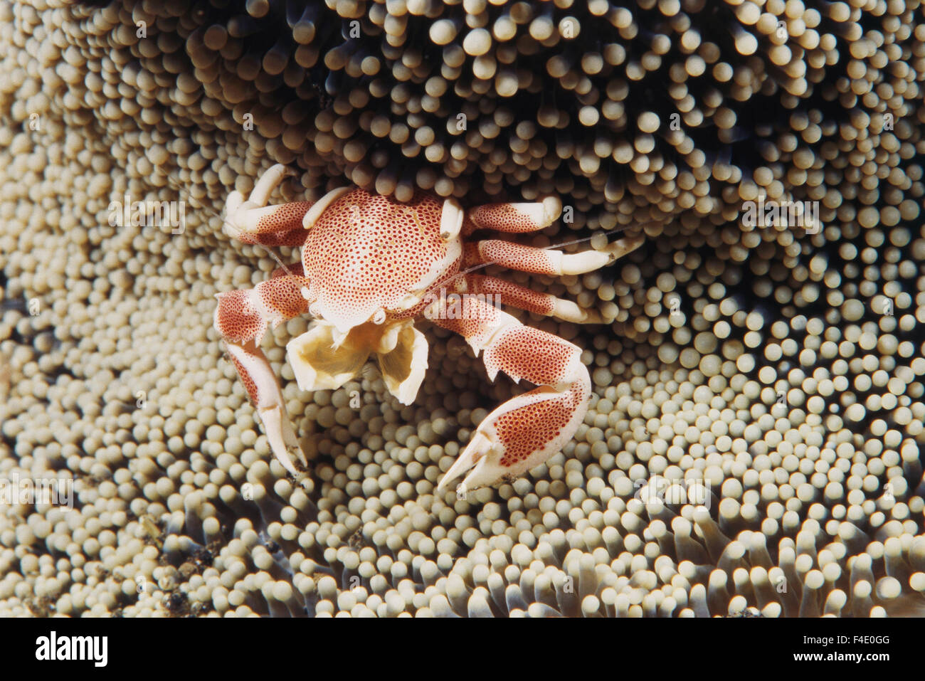 Indo pacific crab hi-res stock photography and images - Alamy