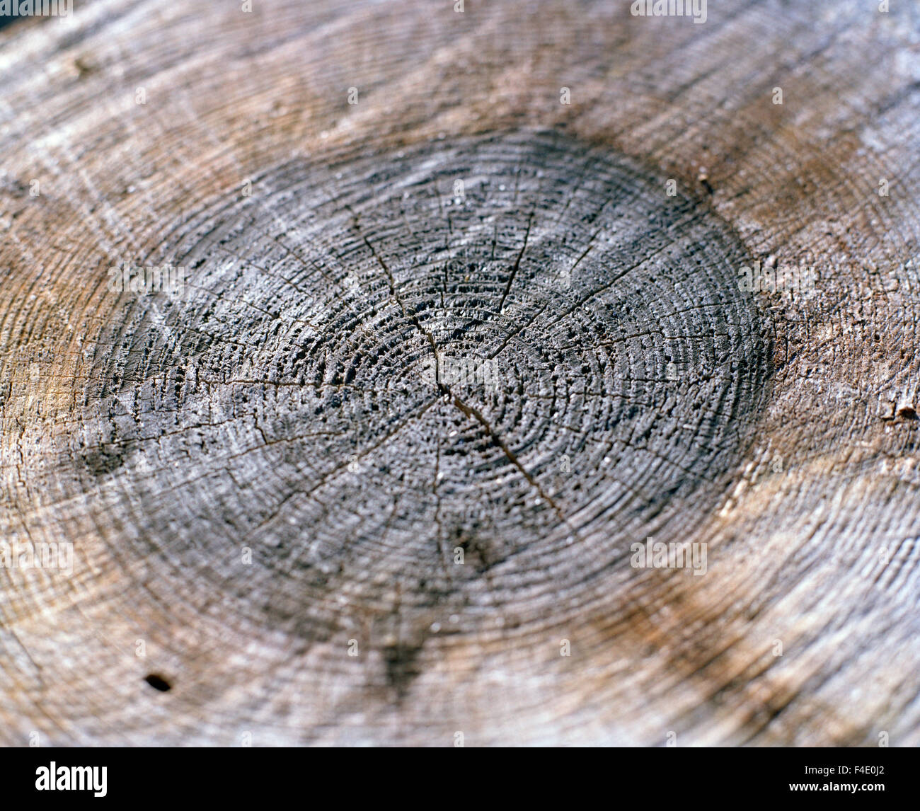 Annual ring hi-res stock photography and images - Alamy