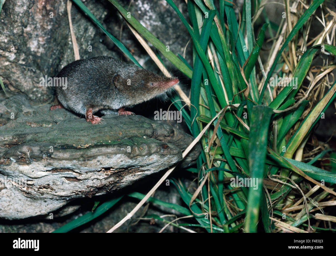 A Taiga shrew, Finland Stock Photo - Alamy