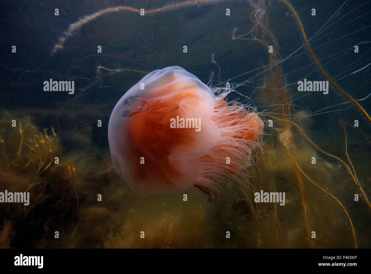 A red sea nettle, Sweden Stock Photo - Alamy