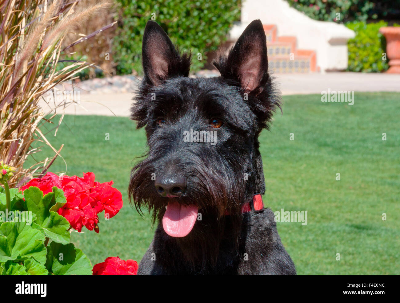 Aberdeen Terrier Stock Photos & Aberdeen Terrier Stock Images - Alamy
