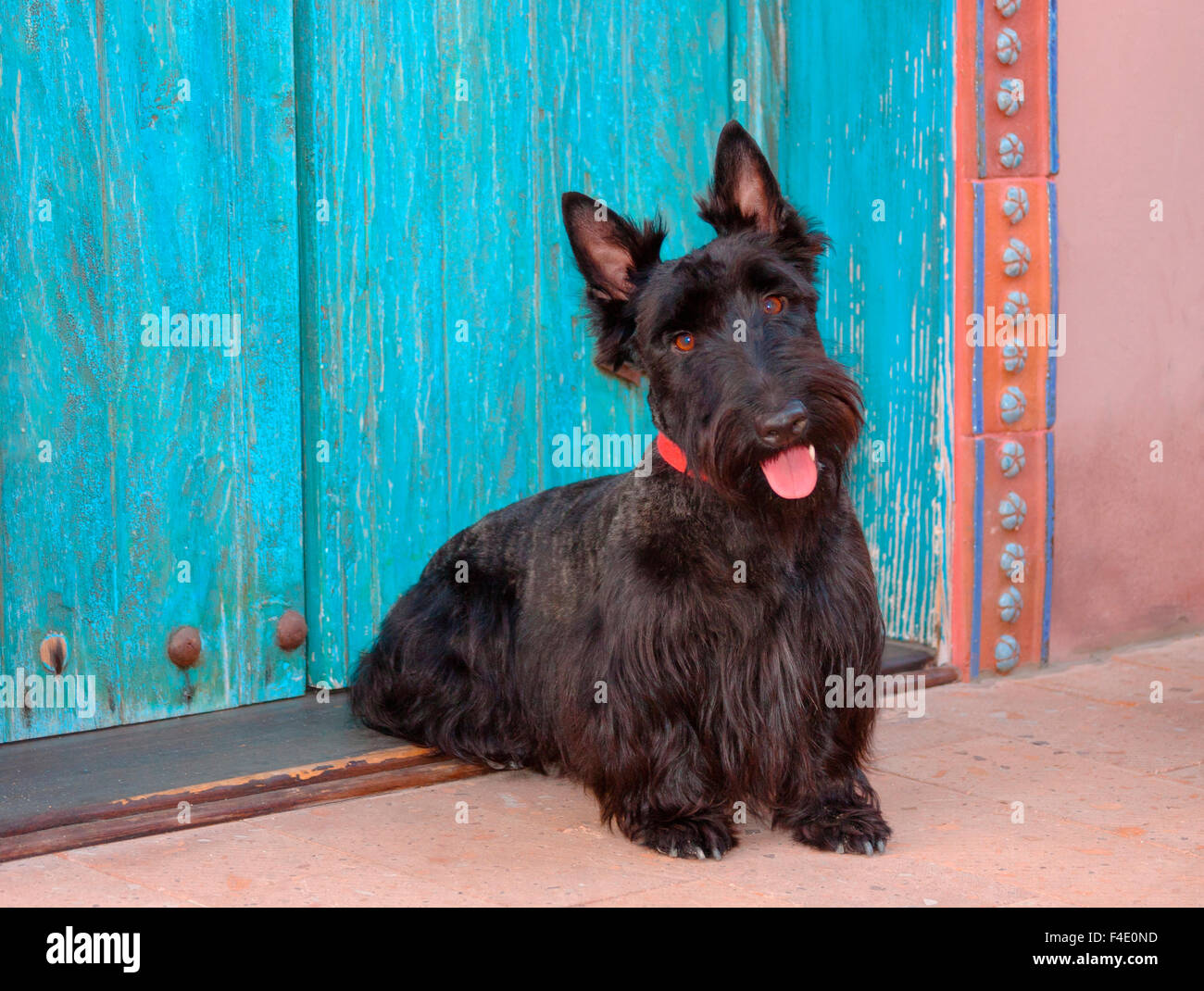Scottish Terrier sitting by colorful doorway (MR Stock Photo - Alamy