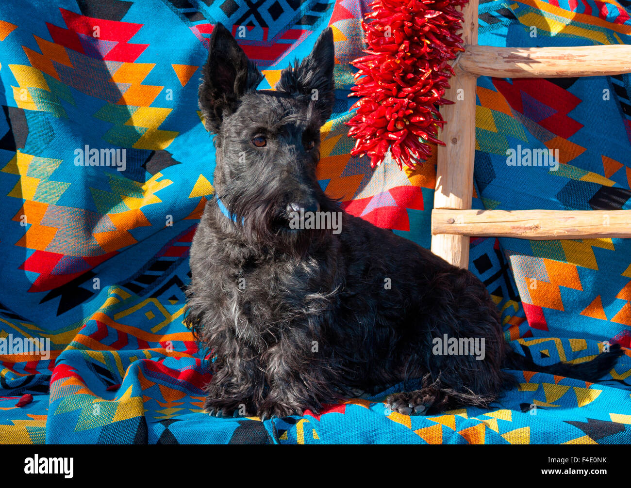 Indian terrier hi-res stock photography and images - Alamy
