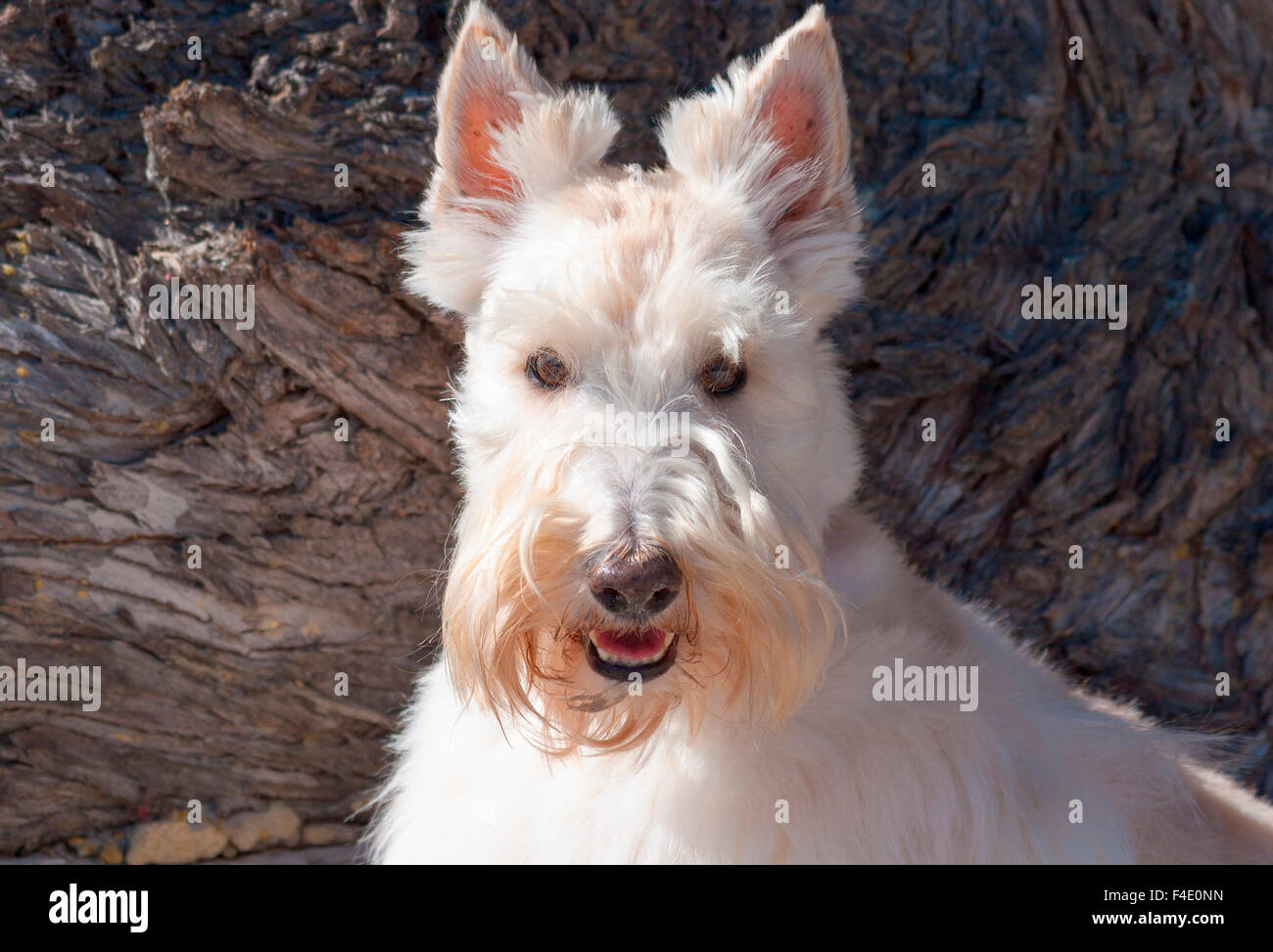 Do You Get White Scottie Dogs