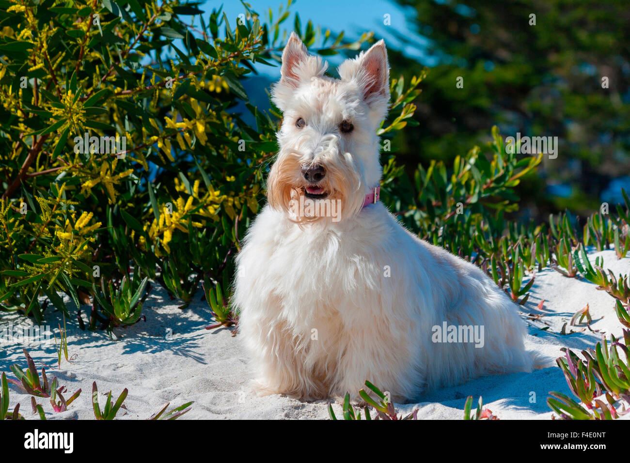 Why Do Scotties Lick Their Paws