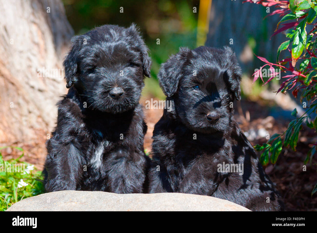 Two Giant Schnauzer puppies sitting together Stock Photo - Alamy