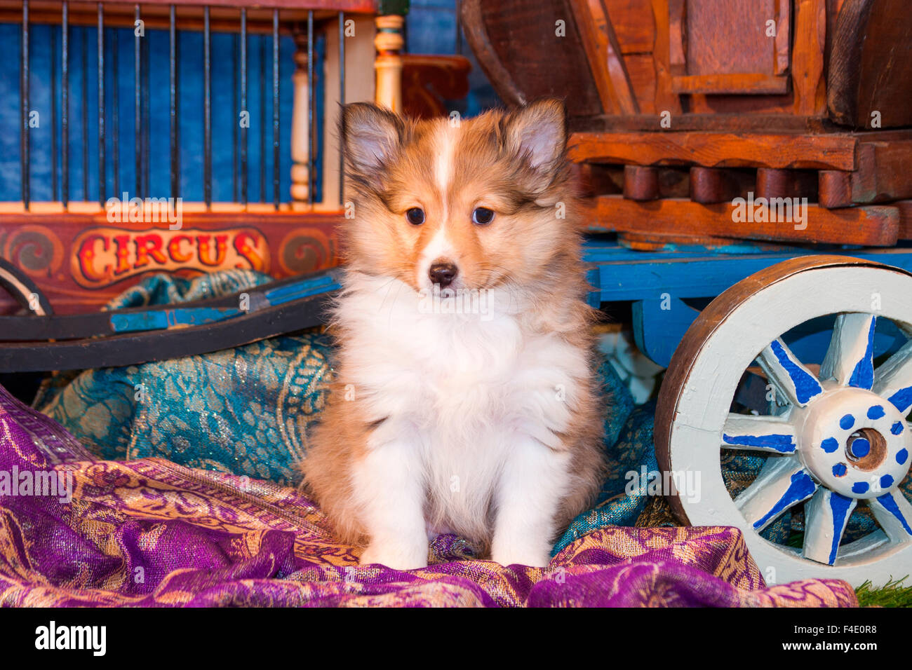 Shetland Sheepdog puppy sitting by small wooden wagon (MR Stock Photo ...