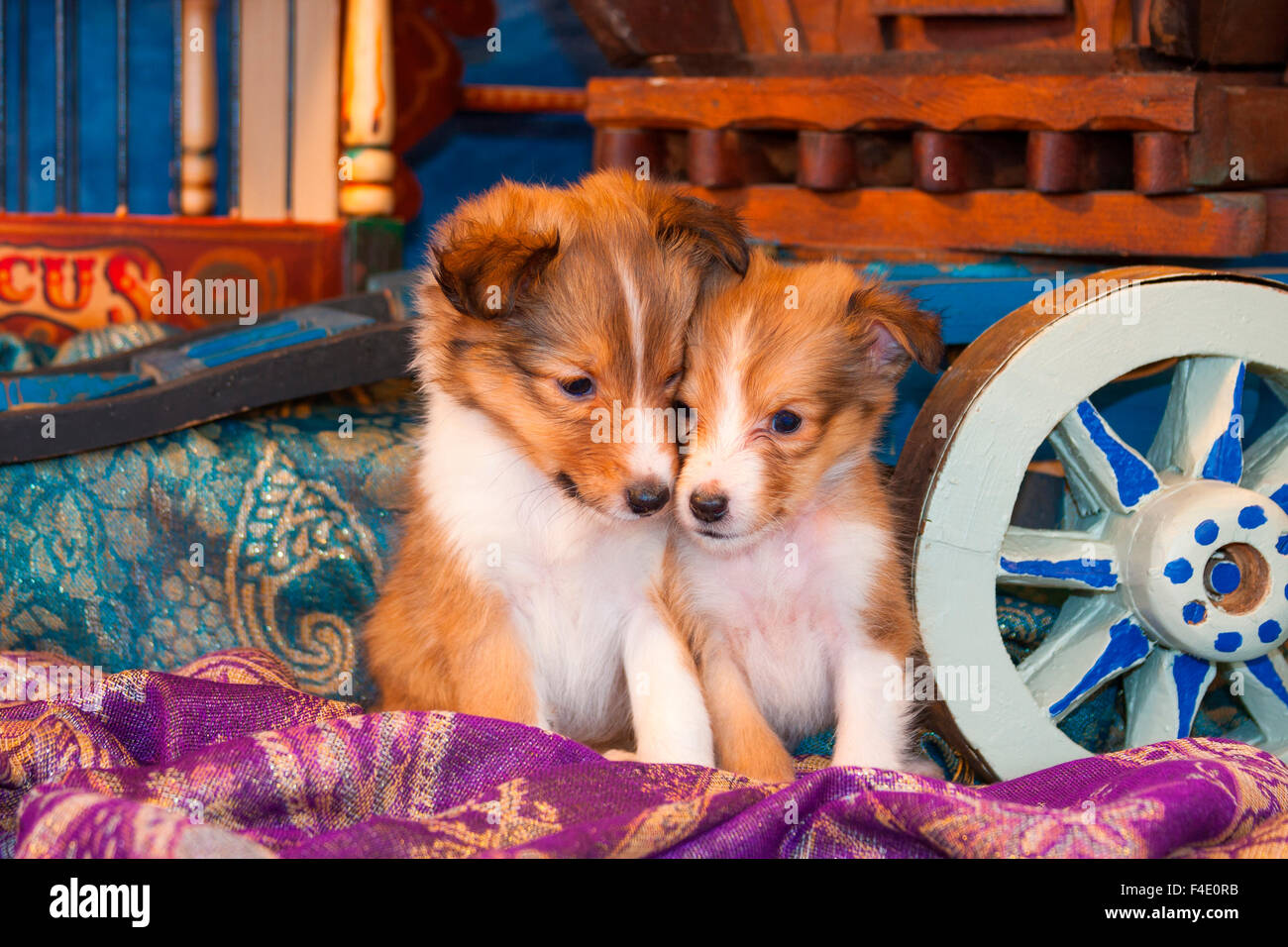 Shetland Sheepdog puppies sitting by small wooden wagon (MR Stock Photo ...