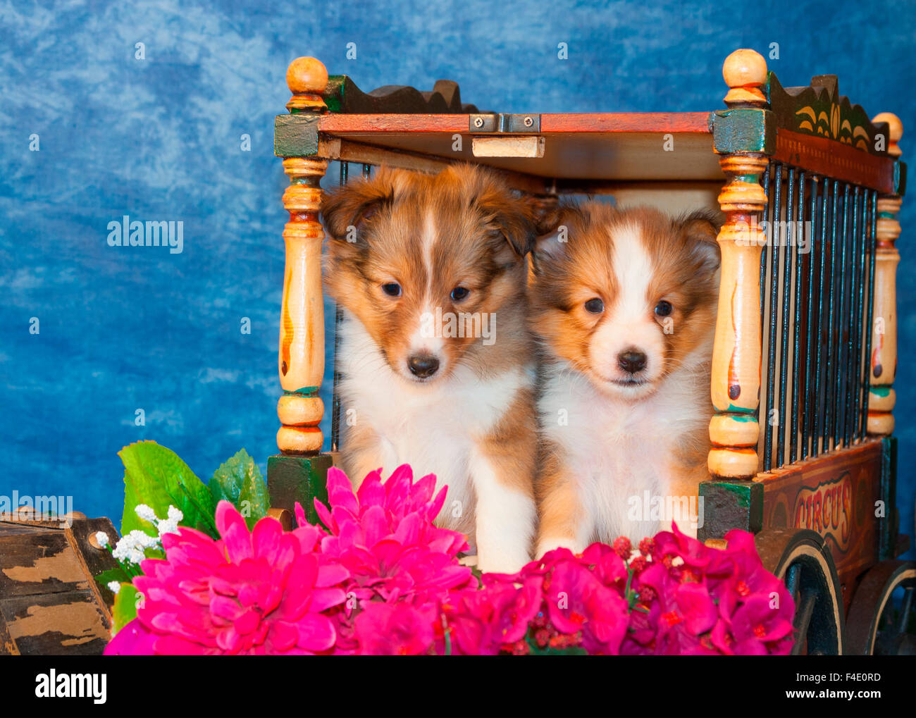 Shetland sheepdog puppies sitting in a little circus wagon (MR Stock ...