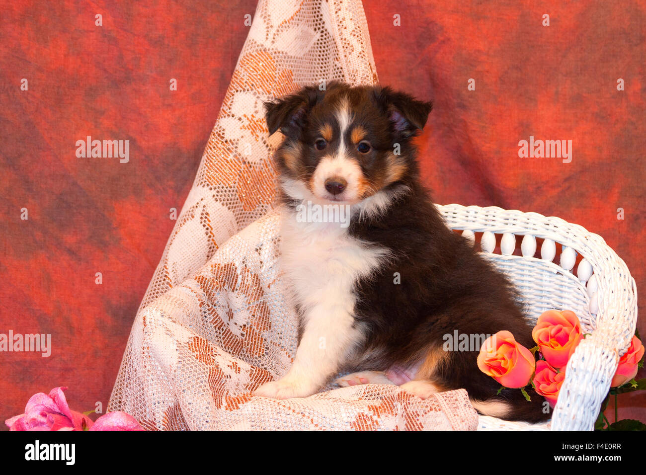 Shetland Sheepdog sitting on a white wicker couch with lace (MR Stock ...