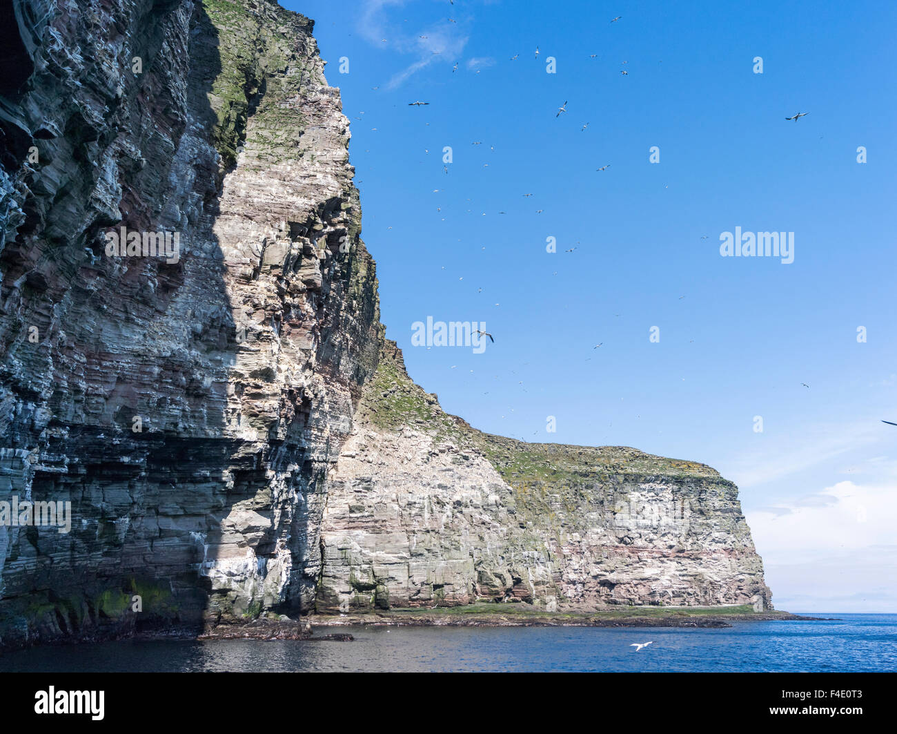 The cliffs of the isle of Noss, a famous nature reserve with huge ...