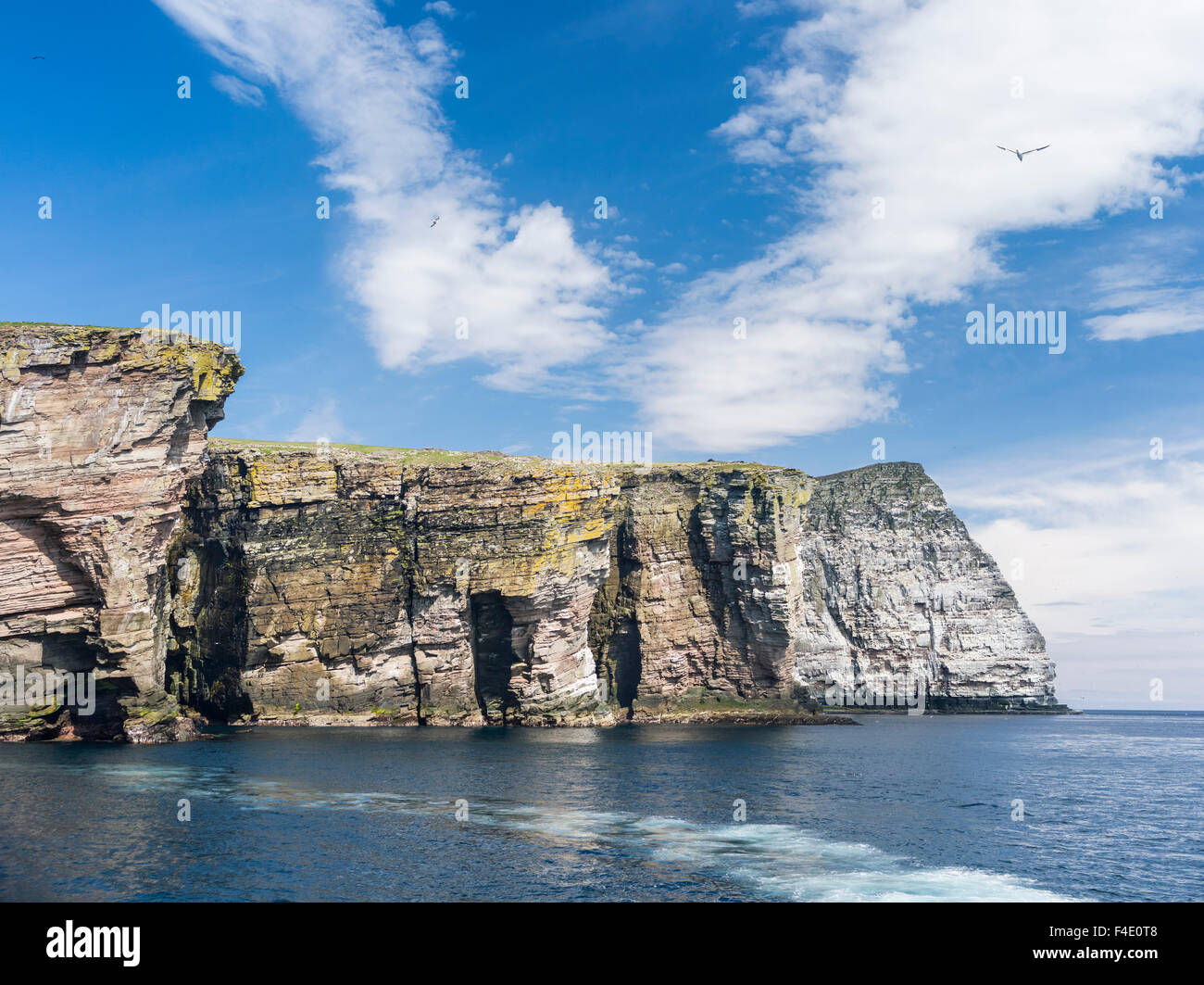 The cliffs of the isle of Noss, a famous nature reserve with huge ...