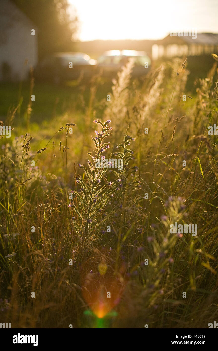 Grass in the sun, Sweden Stock Photo - Alamy