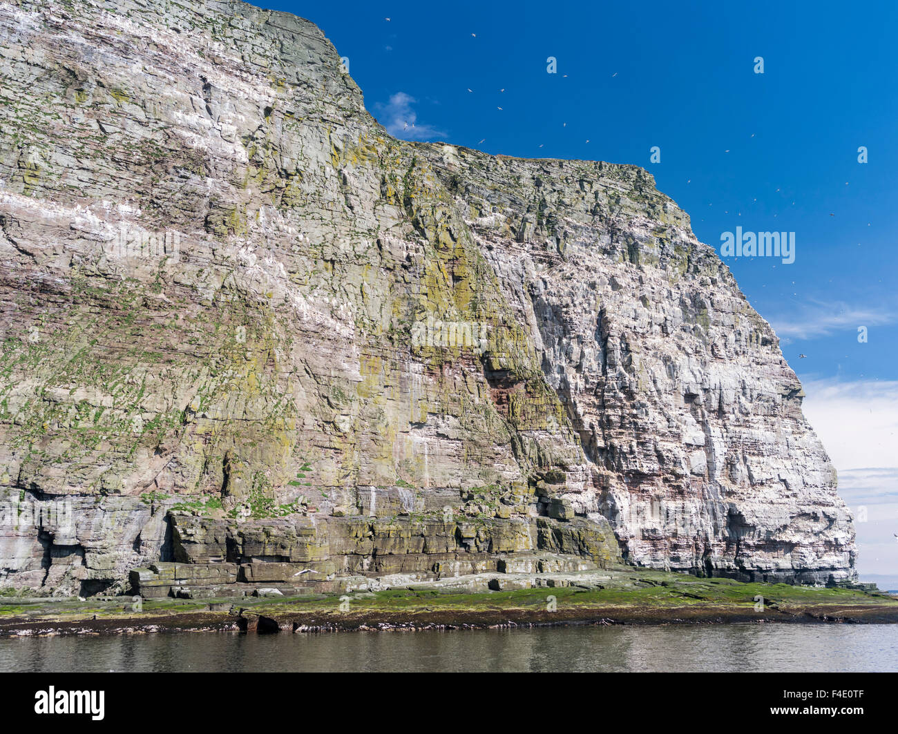 The cliffs of the isle of Noss, a famous nature reserve with huge ...