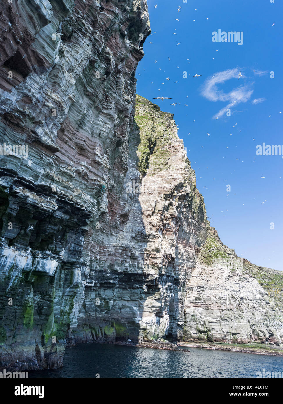 The cliffs of the isle of Noss, a famous nature reserve with huge ...