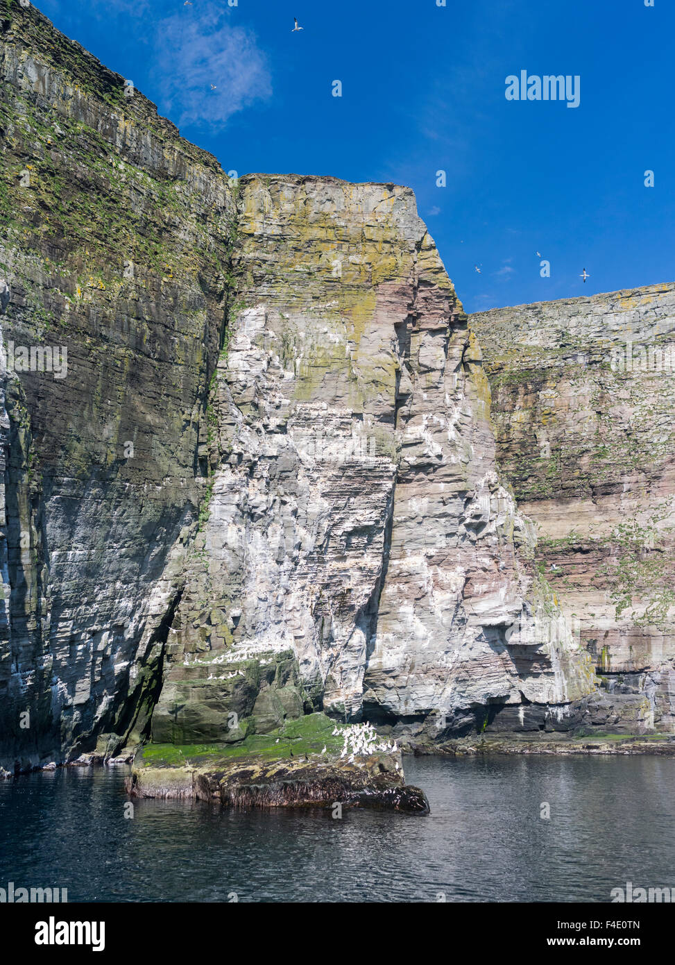The cliffs of the isle of Noss, a famous nature reserve with huge ...